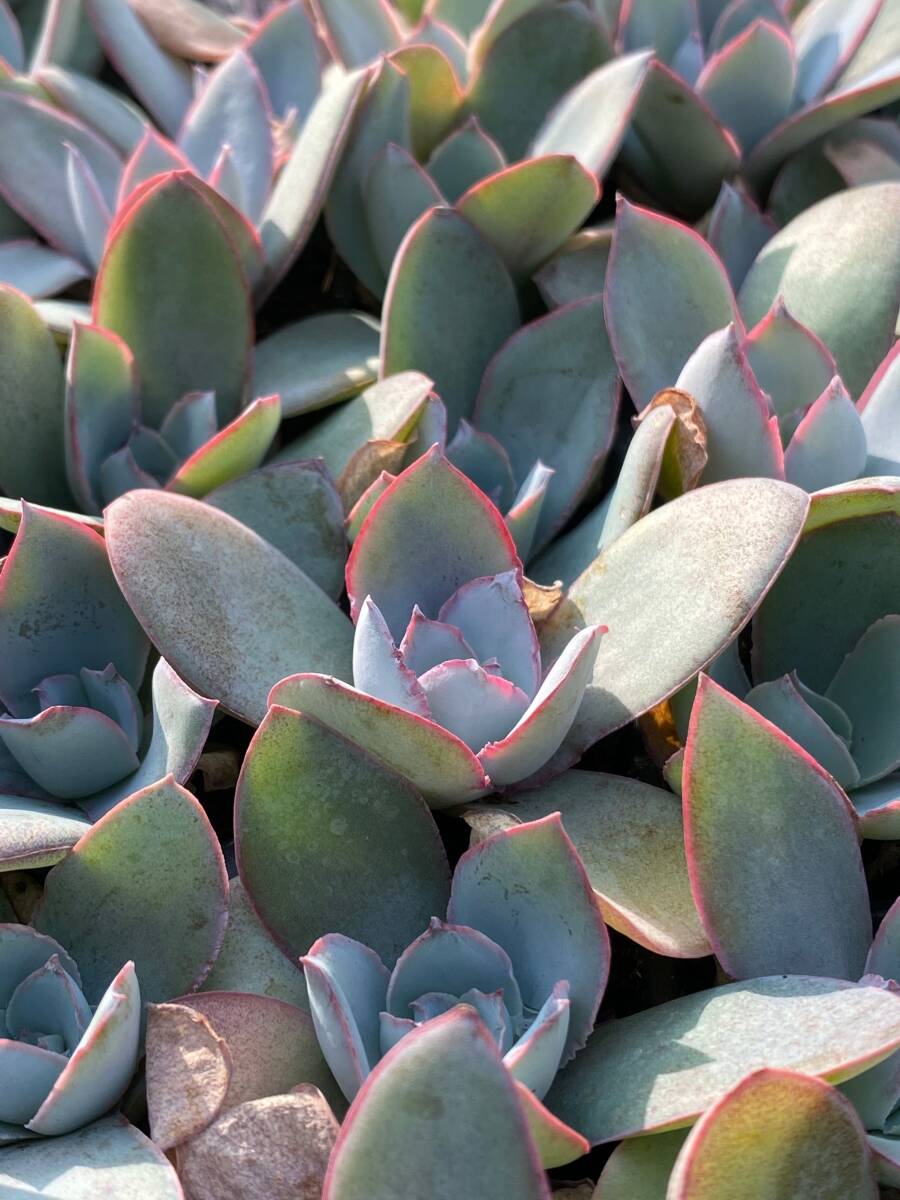 Yahoo!オークション - 新入荷 カテン A94-3 128苗 多肉植物 土と根付き...