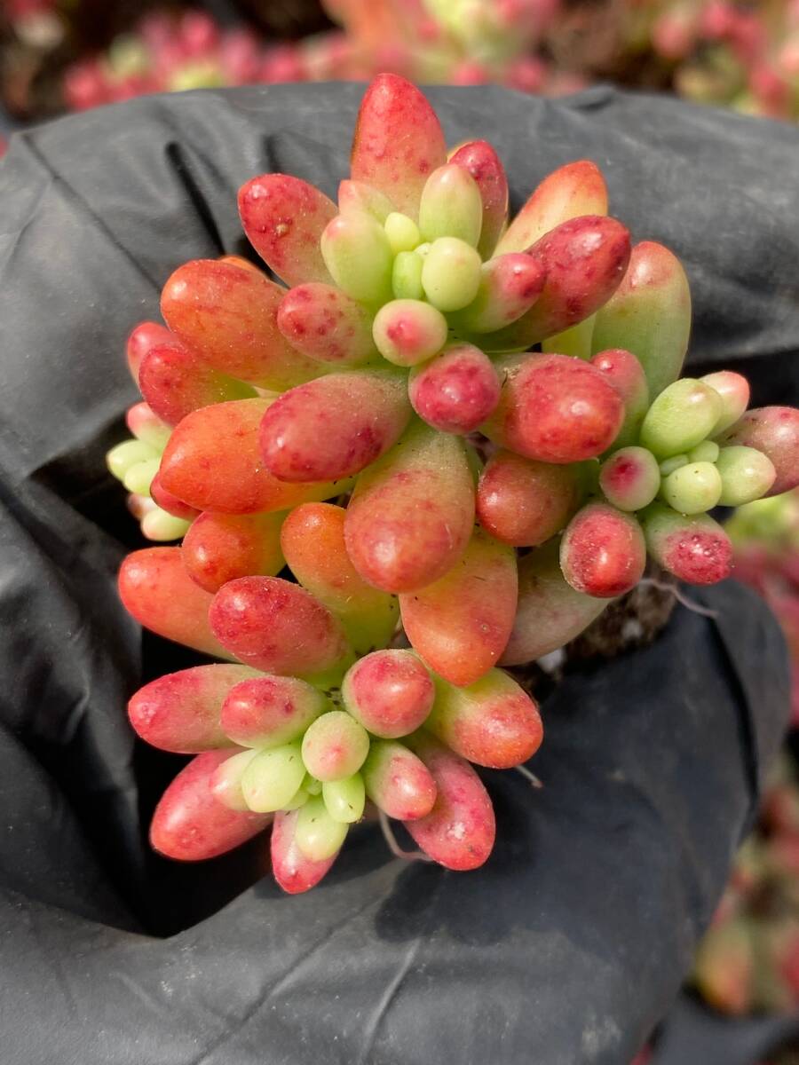 Yahoo!オークション - 新入荷 虹の玉錦 A114-3 128苗 多肉植物 土と根...