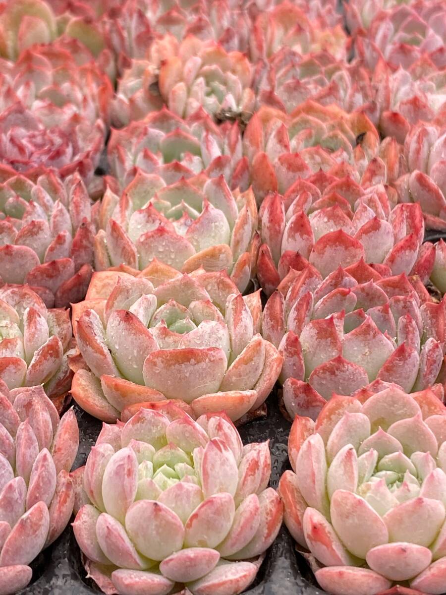 Yahoo!オークション - 新入荷 アルバ A68-1 105苗 多肉植物 土と根付き...