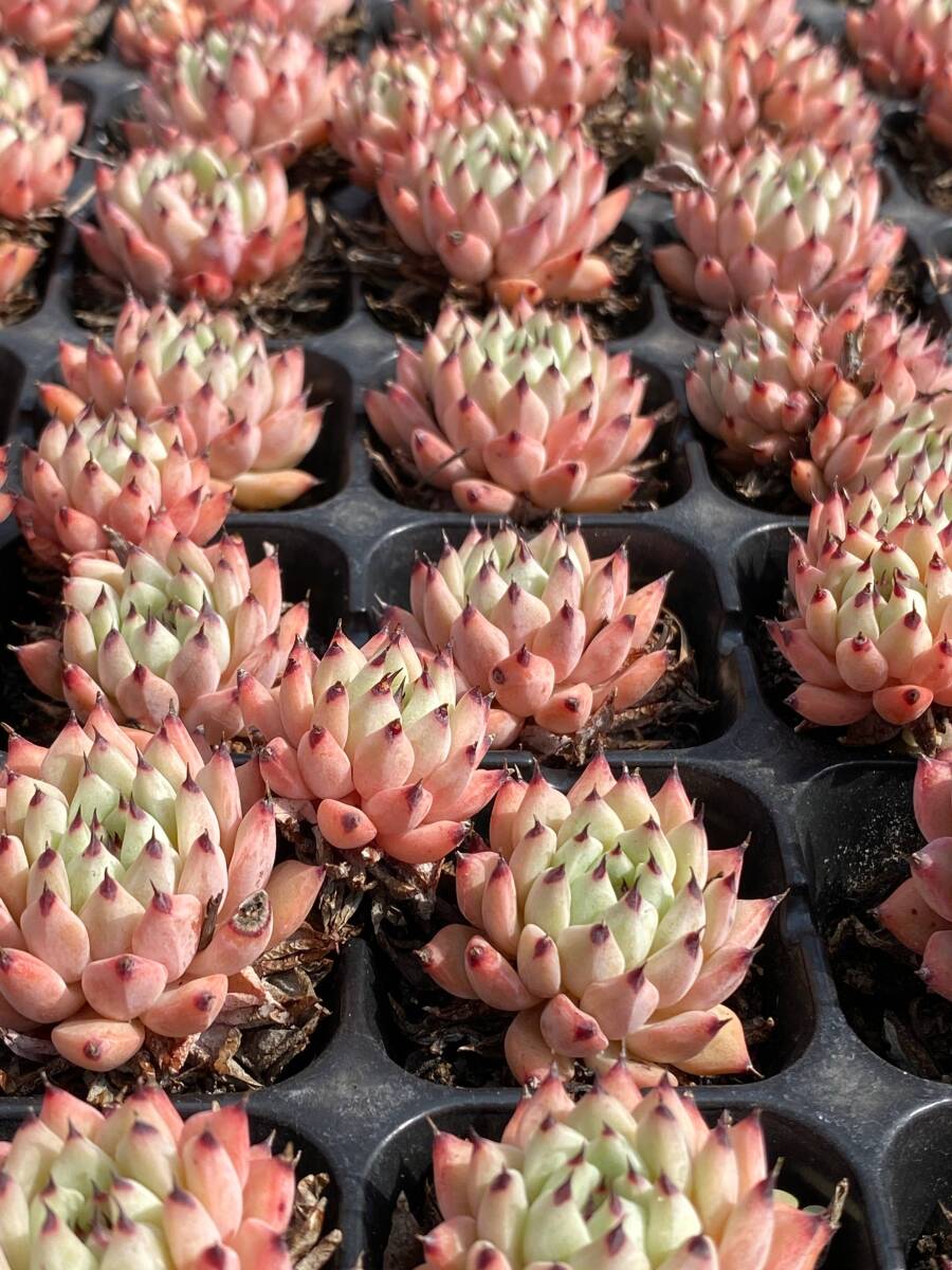 Yahoo!オークション - 新入荷 緑の爪 A81-1 50苗 多肉植物 土と根付き ...