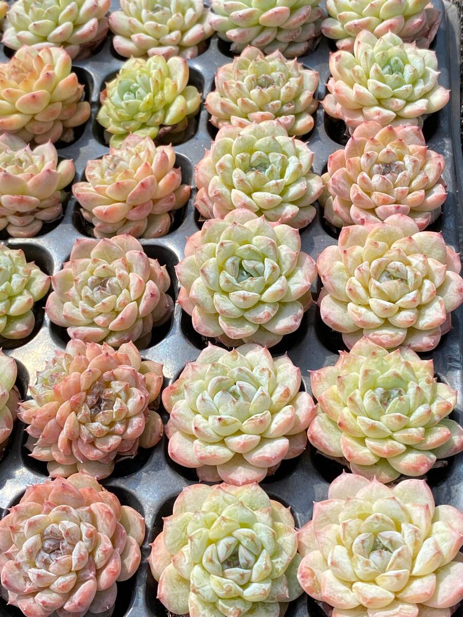 Yahoo!オークション - 新入荷 氷の魂 A89-1 72苗 多肉植物 土と根付き ...