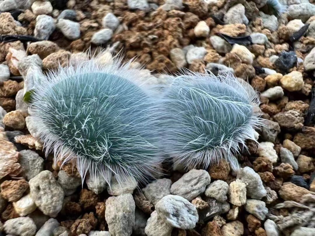 Yahoo!オークション - F51ストルマリア ヴィローサStrumaria Villosa ...