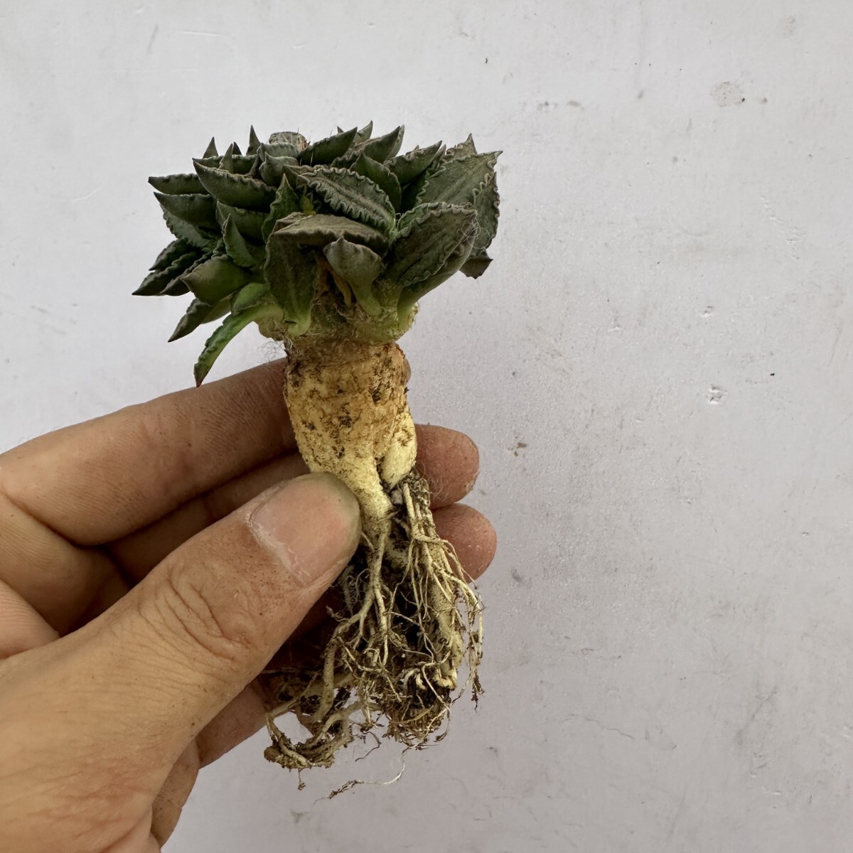 Yahoo!オークション - C42 ユーフォルビア トゥレアレンシス Euphorbia...