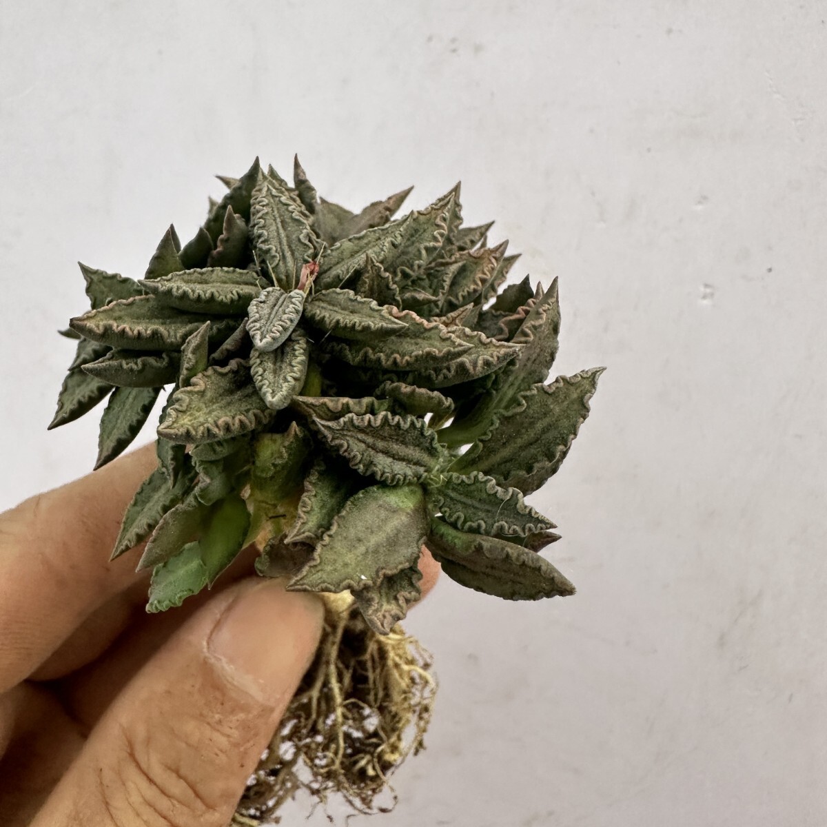 Yahoo!オークション - C42 ユーフォルビア トゥレアレンシス Euphorbia...