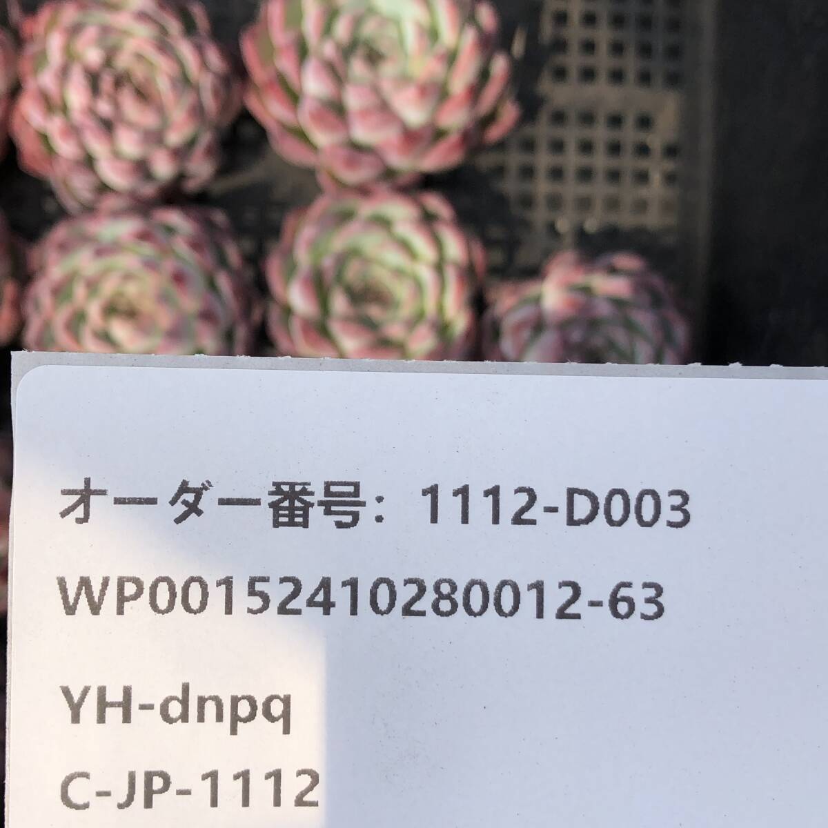 Yahoo!オークション - エケベリア22個 1112-D003 ピンククリスタルロー...