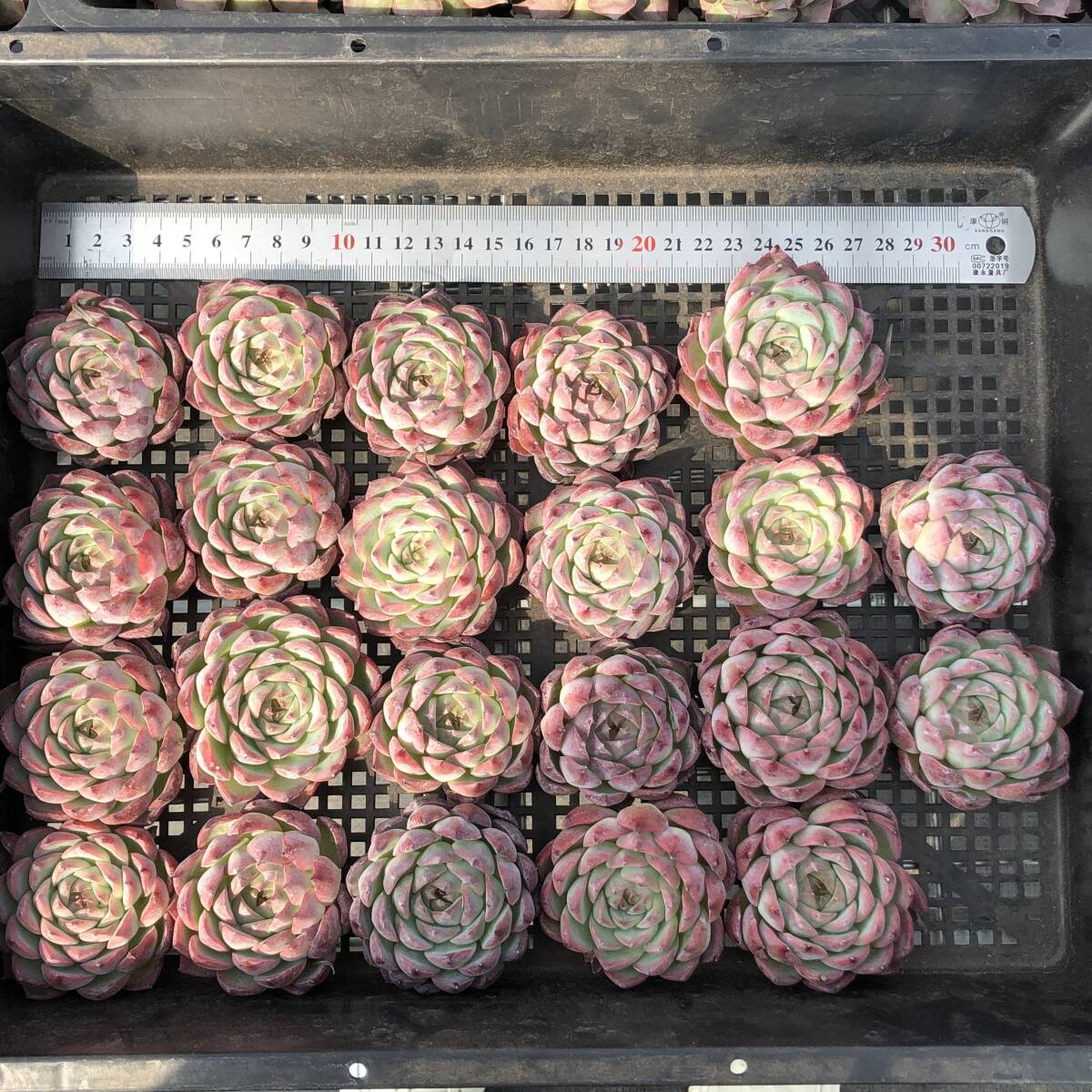 Yahoo!オークション - エケベリア22個 1112-D003 ピンククリスタルロー...