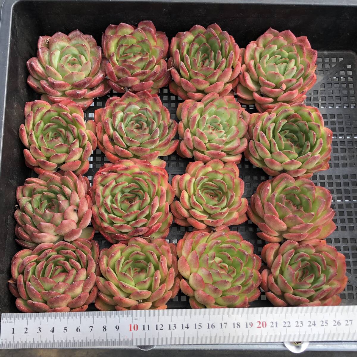 Yahoo!オークション - エケベリア16個 1112-K011 メキシコプリドニスHy...