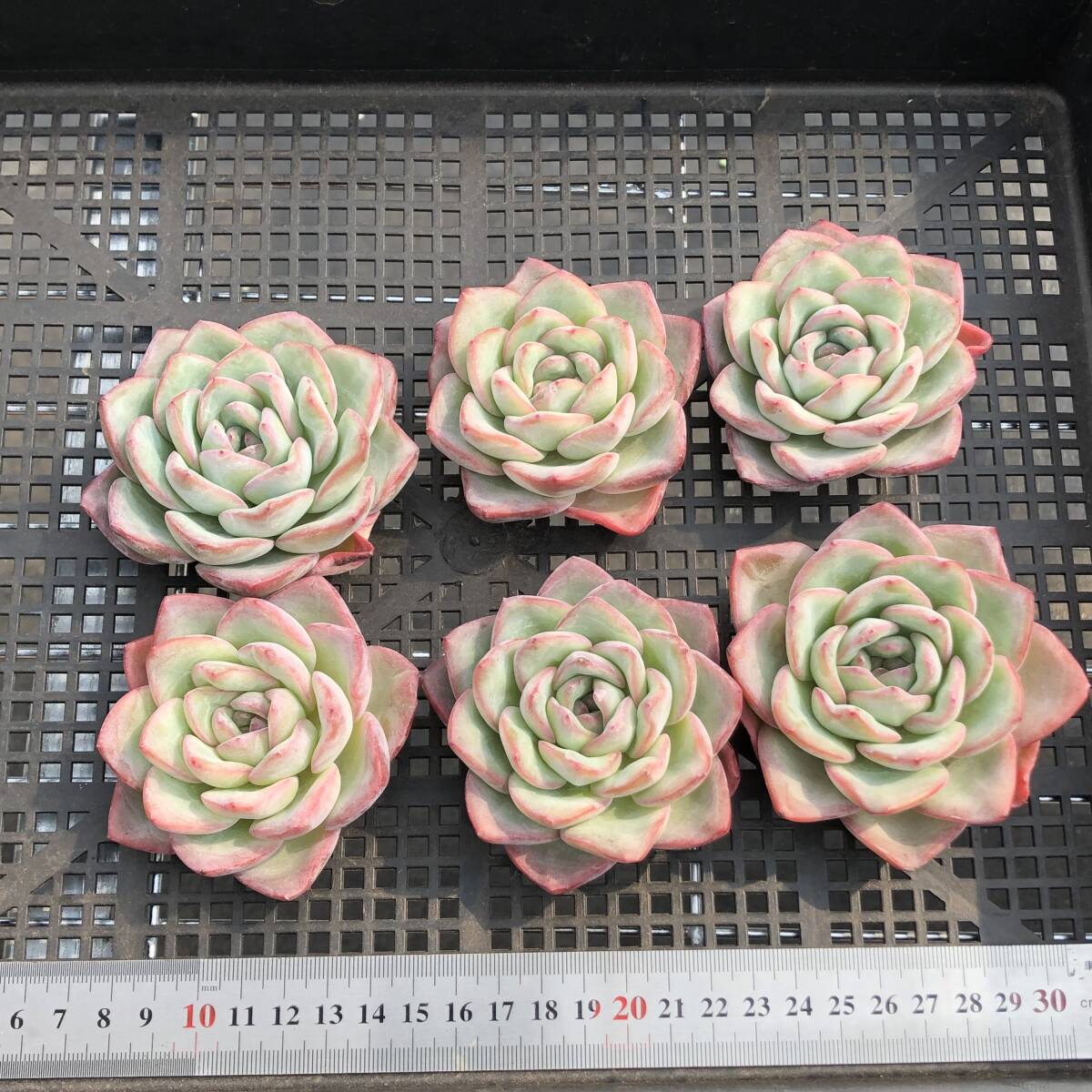 Yahoo!オークション - エケベリア6個 1112-K031 アマビレ 多肉植物 カ...