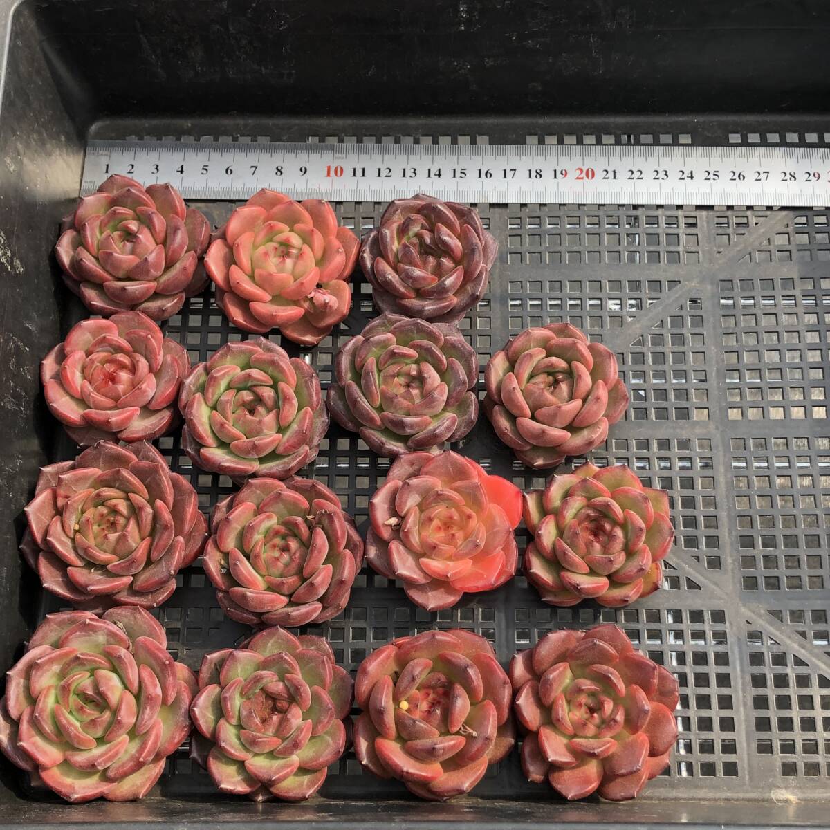 Yahoo!オークション - エケベリア15個 1112-K037 レッドモラン Hyb 多...