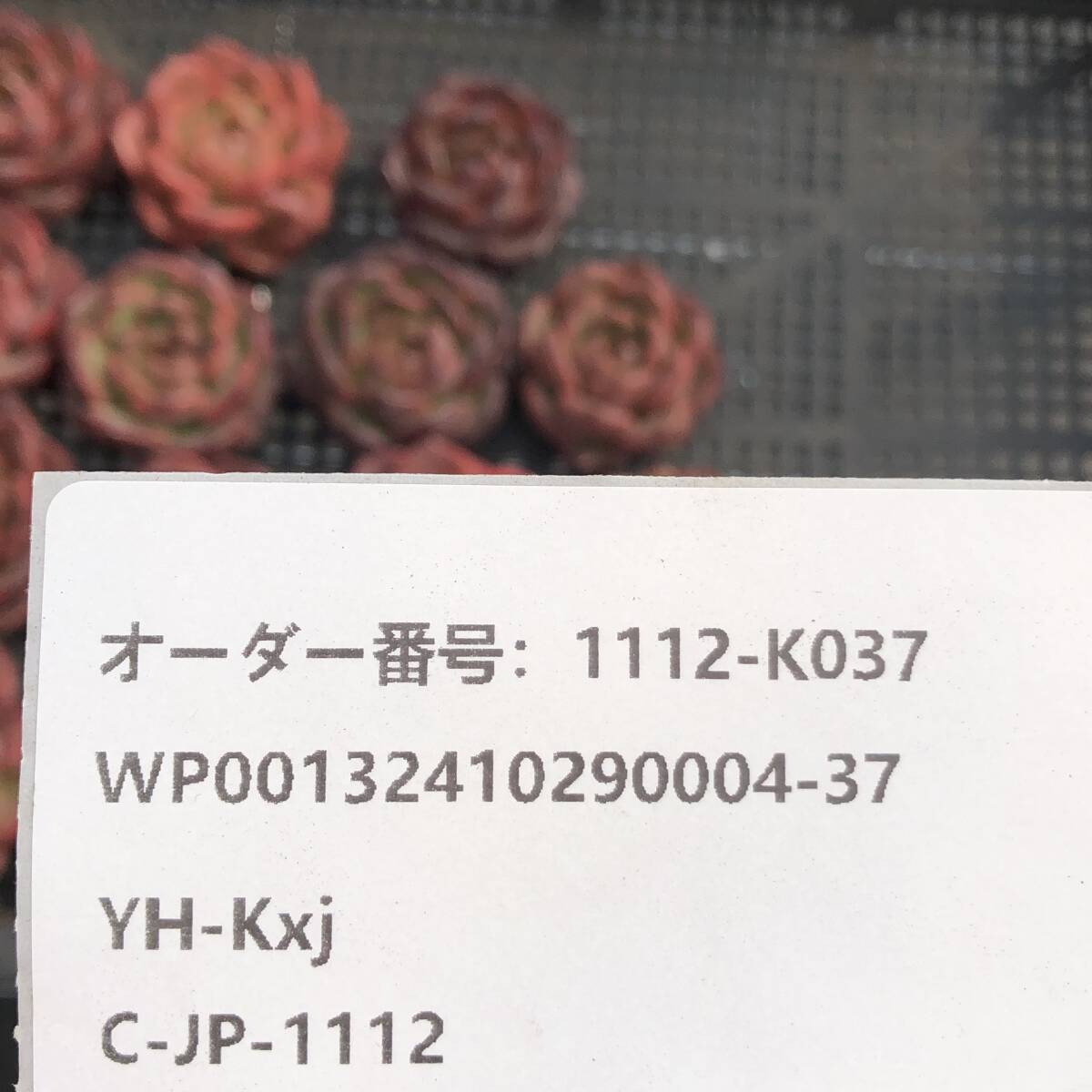 Yahoo!オークション - エケベリア15個 1112-K037 レッドモラン Hyb 多...