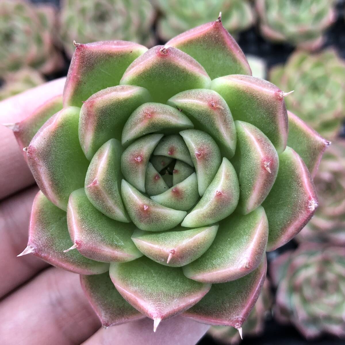 Yahoo!オークション - エケベリア24個 1119-D098 ボンボン 多肉植物 カ...