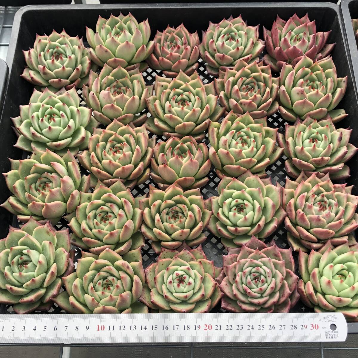 Yahoo!オークション - エケベリア24個 1119-D122 レノー 多肉植物 カッ...