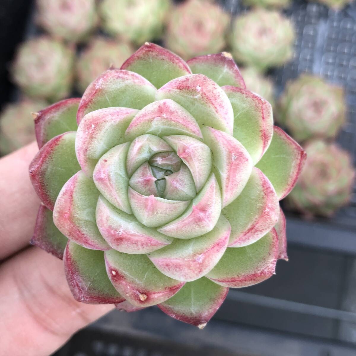 Yahoo!オークション - エケベリア24個 1119-D142 クイーンローズ 多肉...