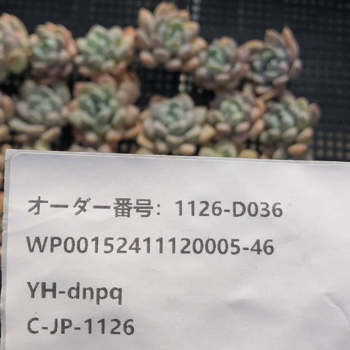 Yahoo!オークション - エケベリア24個 1126-D036 スポットカービデュー...