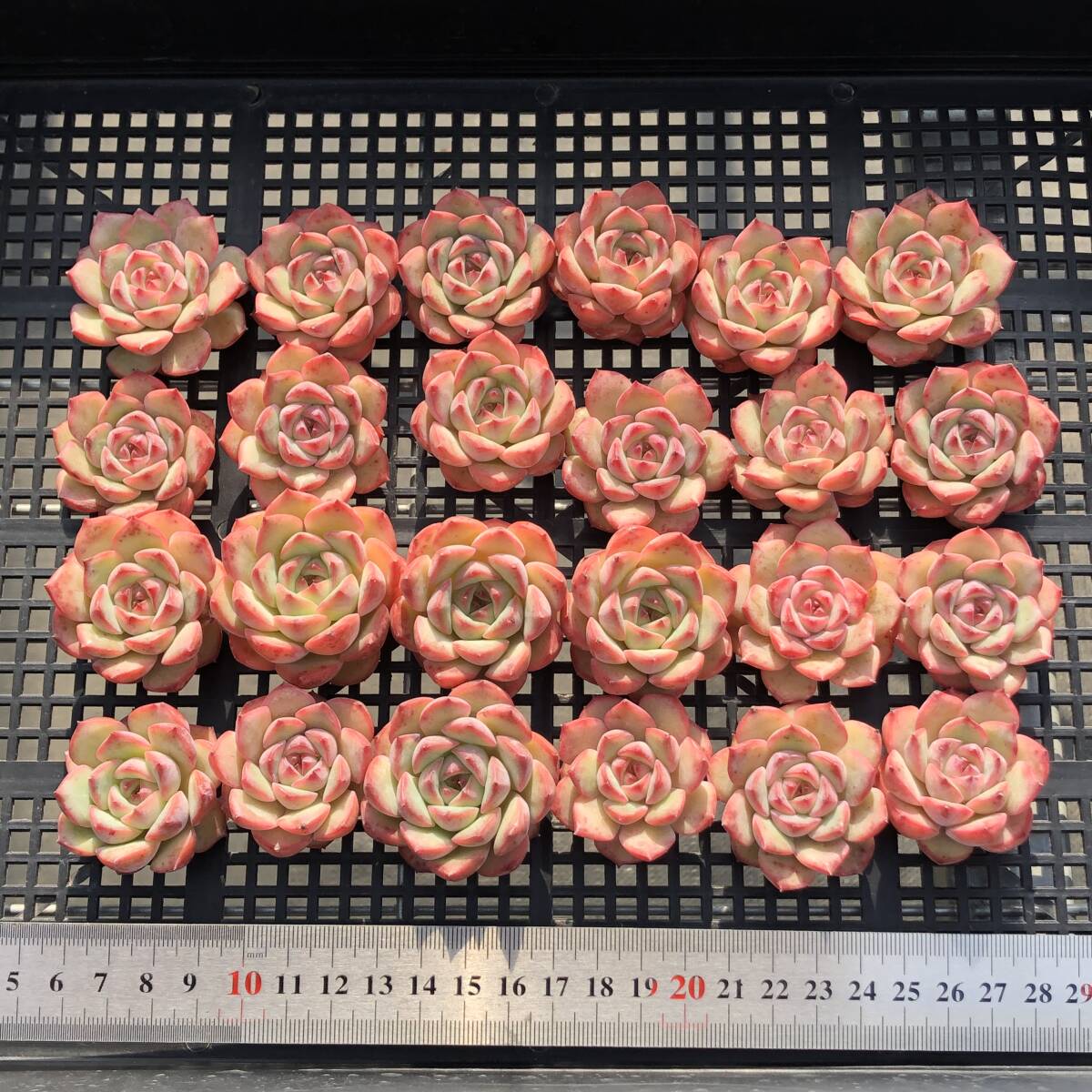 エケベリア24個 1126-D040 アグリーコブ 多肉植物 カット苗 寄植え 出荷日11/29か30(サボテン)｜売買されたオークション情報、yahooの商品情報をアーカイブ公開 ...