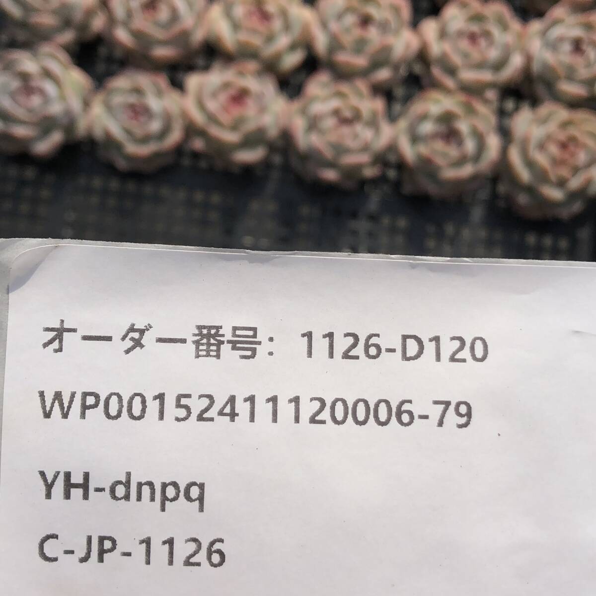 Yahoo!オークション - エケベリア24個 1126-D120 ドライアイス 多肉植...