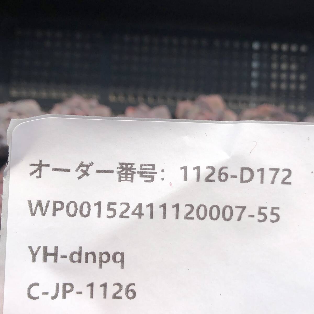Yahoo!オークション - エケベリア24個 1126-D172 アイススピリット 多...