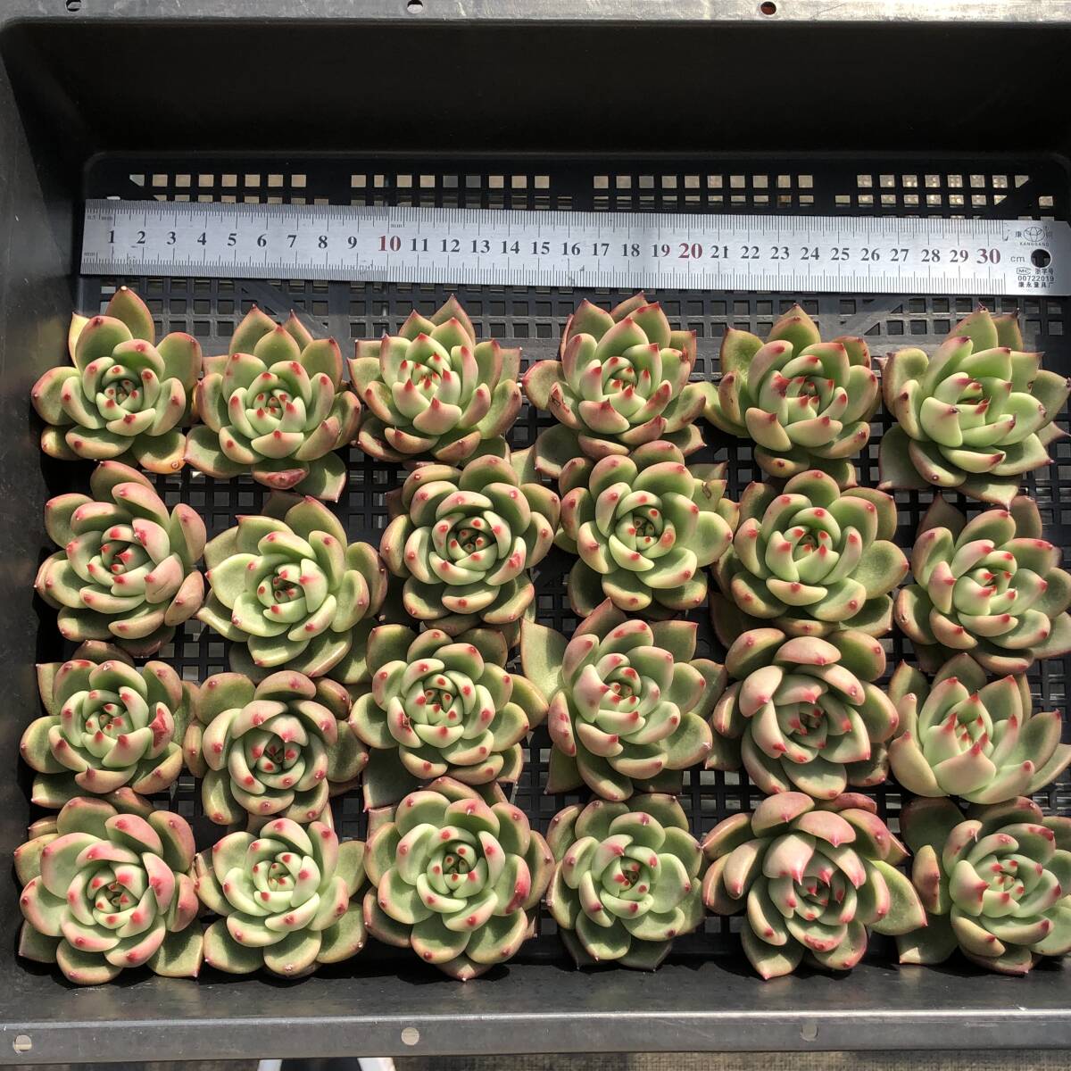 Yahoo!オークション - エケベリア24個 1126-D175 ブルードラゴン x コ...