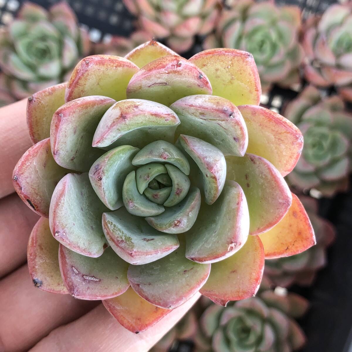 Yahoo!オークション - エケベリア24個 1126-D214 ビューティフル&チャ...