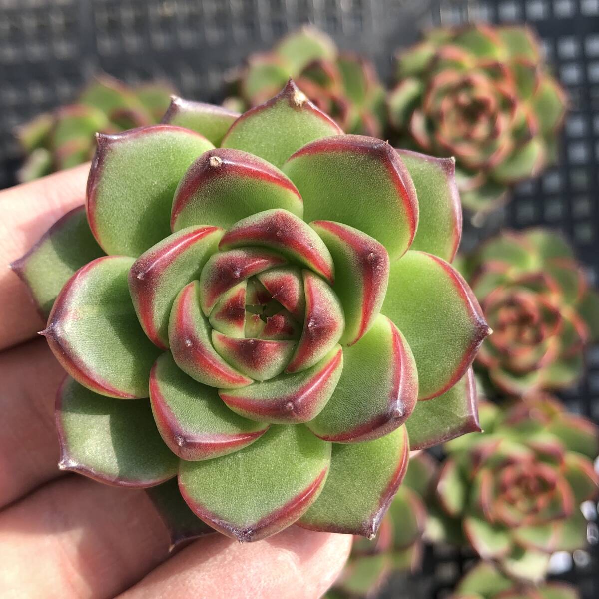 Yahoo!オークション - エケベリア24個 1126-D258 ムーンストーン 多肉...