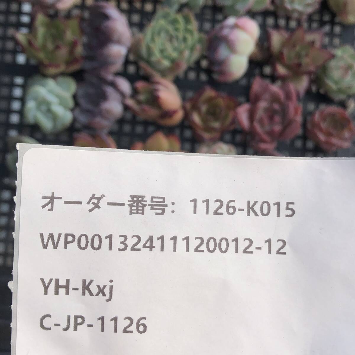 Yahoo!オークション - エケベリア24個 1126-K015 ミックス 多肉植物 カ...