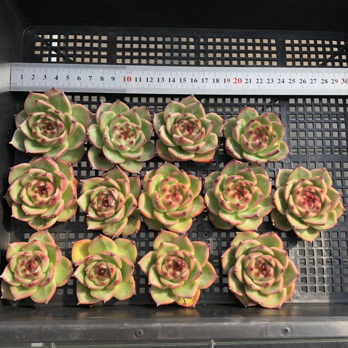 Yahoo!オークション - エケベリア13個 1126-K022 ブルードラゴン 多肉...