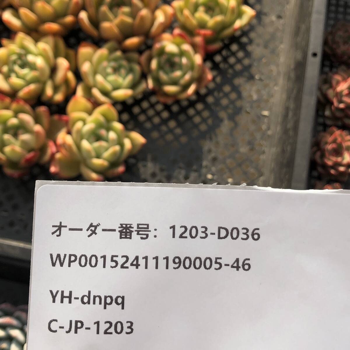 Yahoo!オークション - エケベリア24個 1203-D036 モンローQ 多肉植物 ...