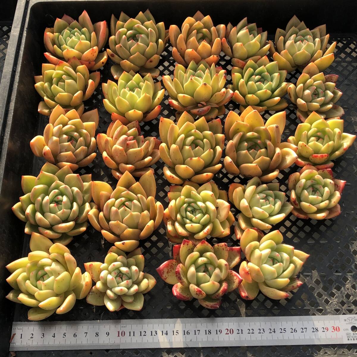 Yahoo!オークション - エケベリア24個 1203-D036 モンローQ 多肉植物 ...