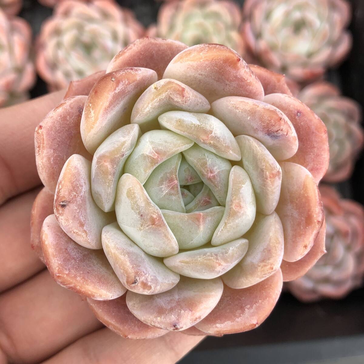 Yahoo!オークション - エケベリア24個 1203-D167 アイススピリット Hyb...