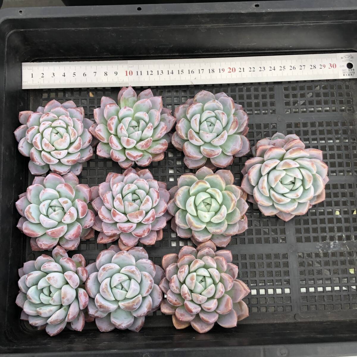 Yahoo!オークション - エケベリア10個 1203-D171 リップ クラウド 多肉...