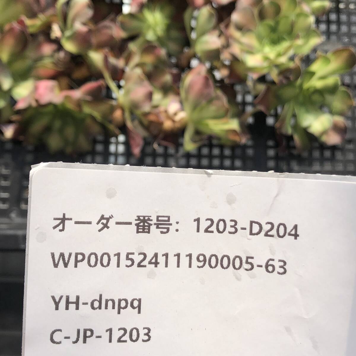 Yahoo!オークション - アエオニウム24個 1203-D204 グロリアスユース ...