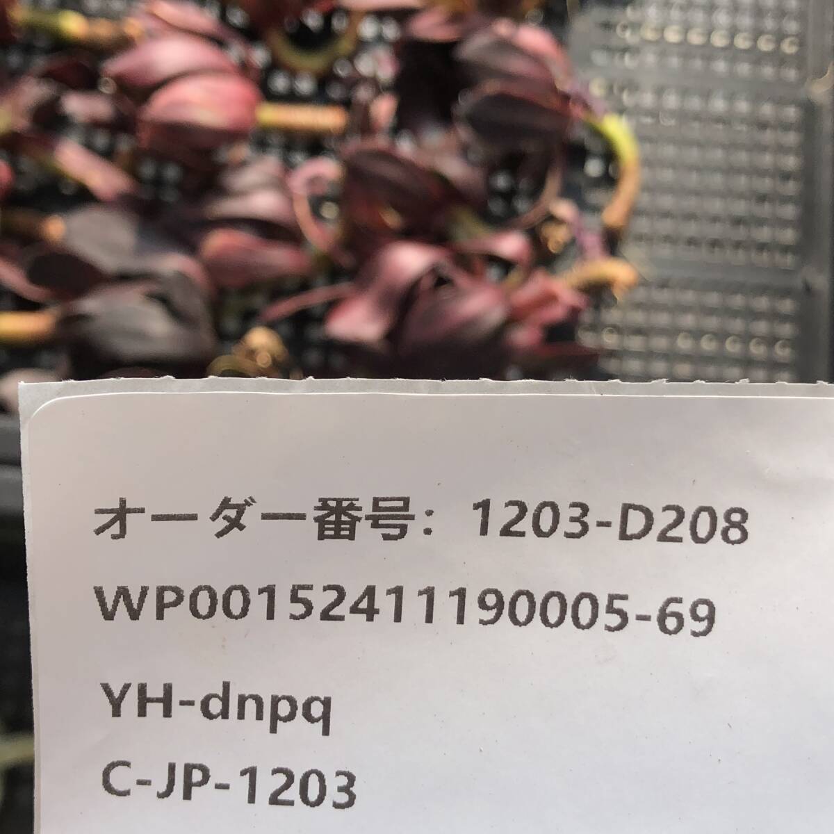 Yahoo!オークション - アエオニウム18個 1203-D208 オ-キャリー 多肉植...
