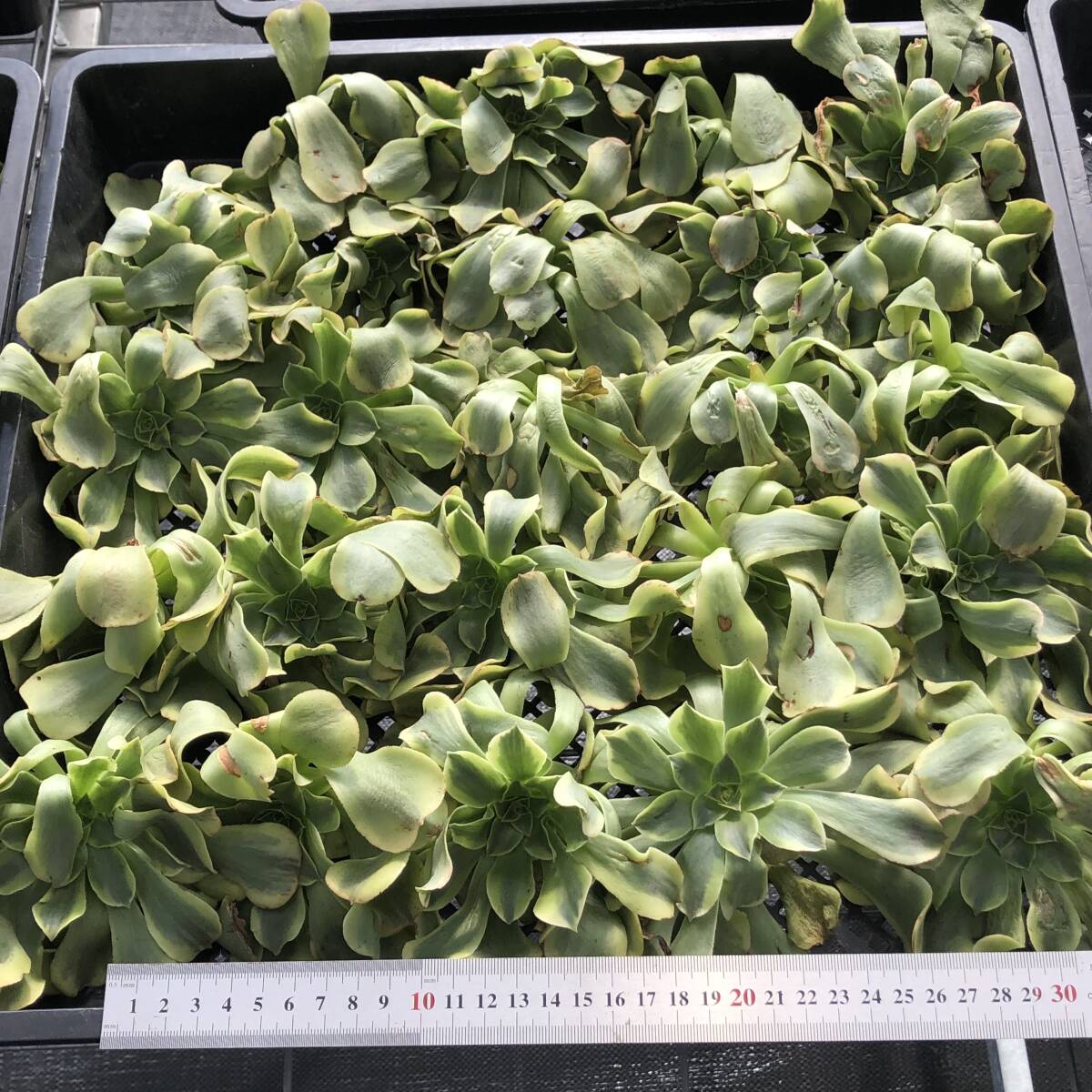 Yahoo!オークション - アエオニウム24個 1203-D213 グリーンビーンペー...