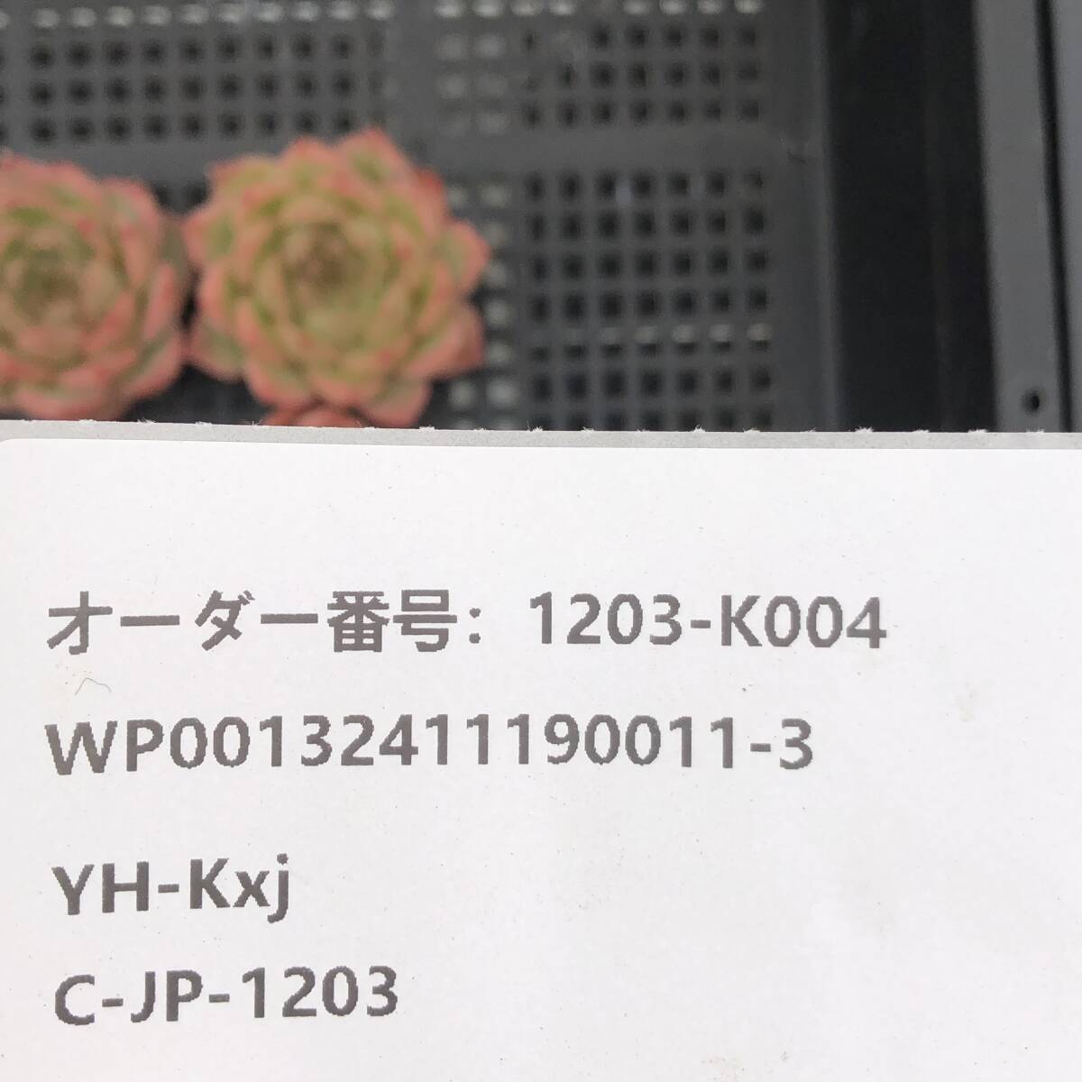 Yahoo!オークション - エケベリア22個 1203-K004 フロスト コローナー ...