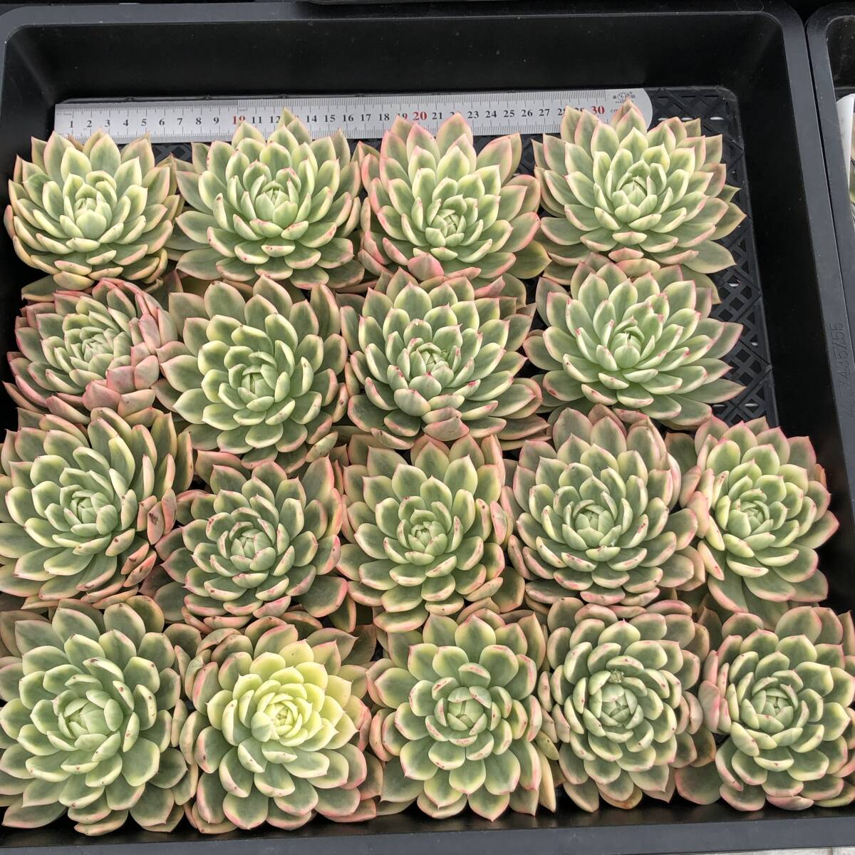 Yahoo!オークション - エケベリア18個 1203-K015 バタフライ錦 多肉植...