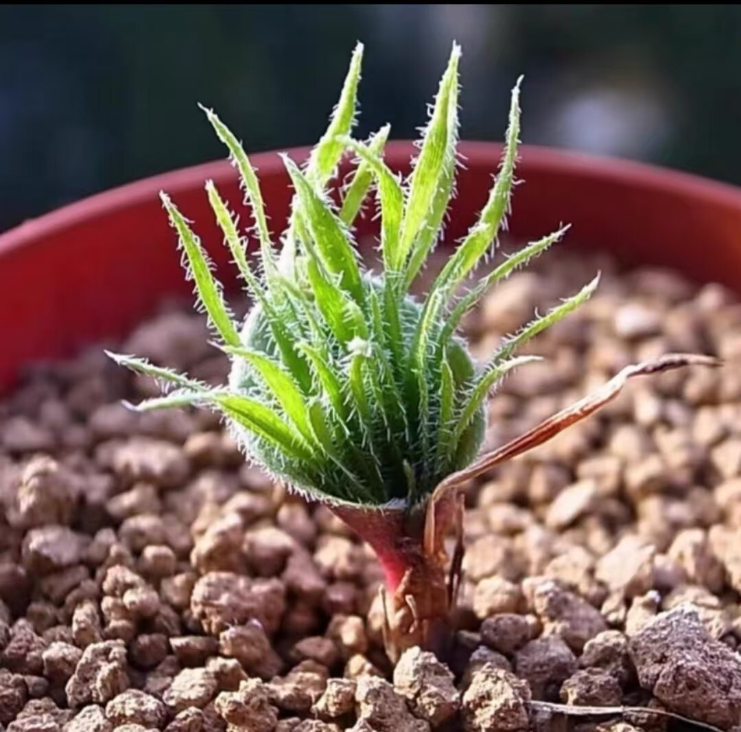 Yahoo!オークション - 2161..多肉植物 / 球根 エリオスペルマム Eriosp...