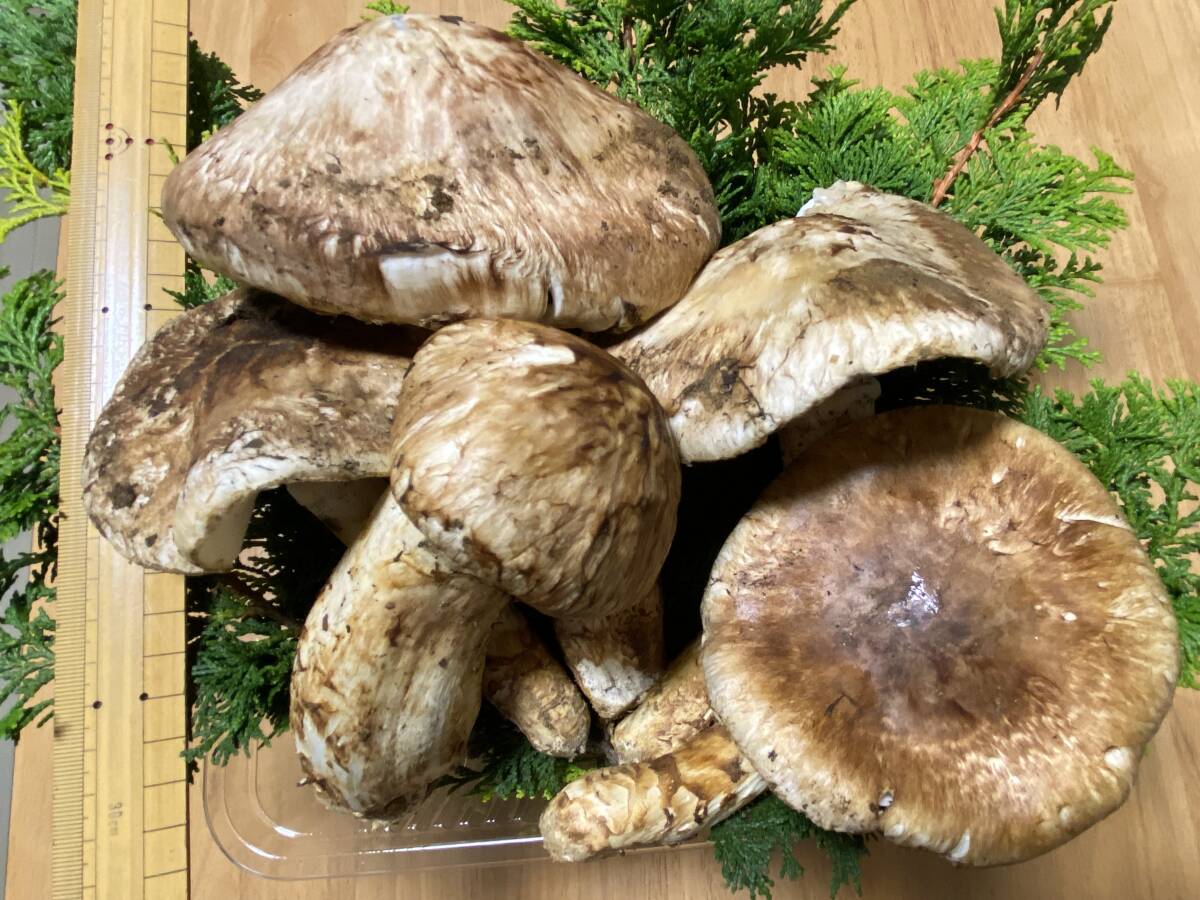 Yahoo!オークション - 松茸 525g 長野県 信州 まつたけ マツタケ ク...