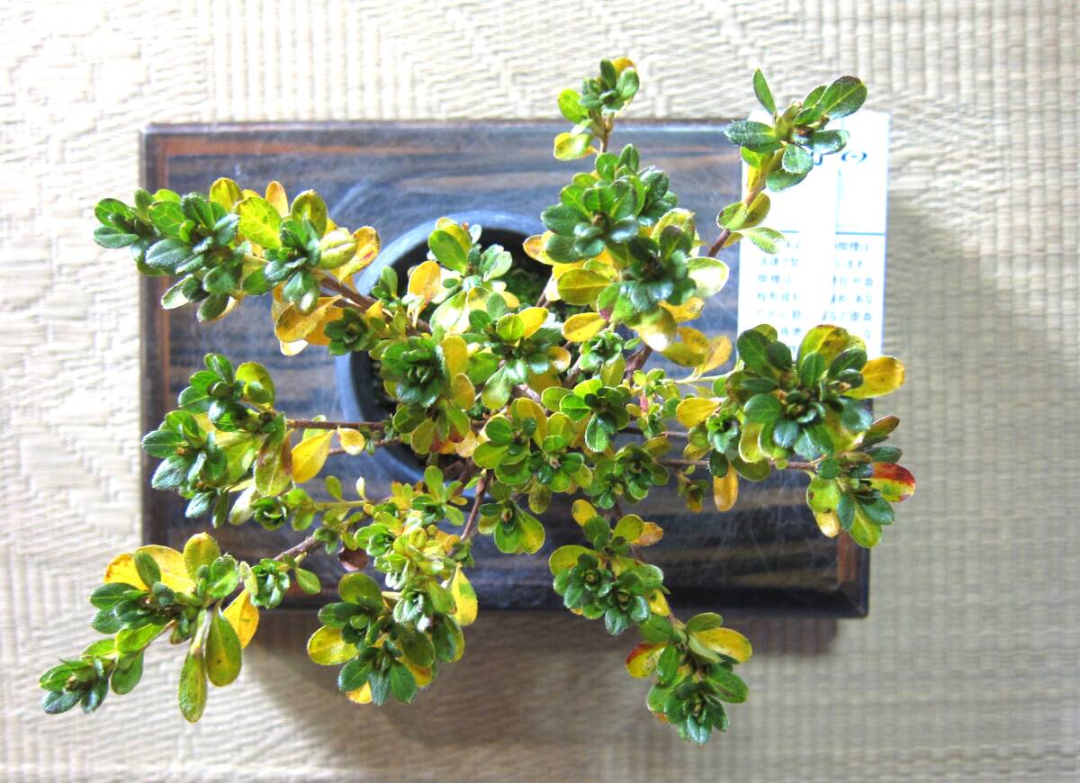 Yahoo!オークション - ミヤマキリシマ 美濃絞り g 深山霧島