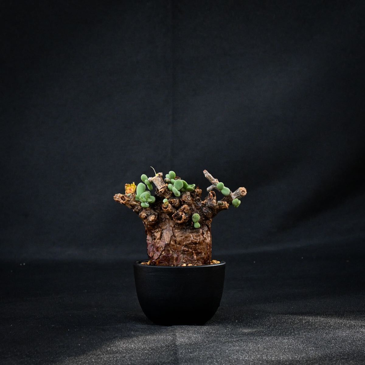 Yahoo!オークション - GM7. Ceraria pygmaea / ケラリア ピグマエア