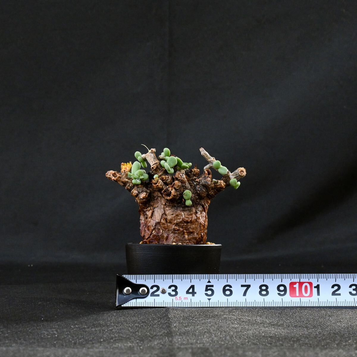 Yahoo!オークション - GM7. Ceraria pygmaea / ケラリア ピグマエア