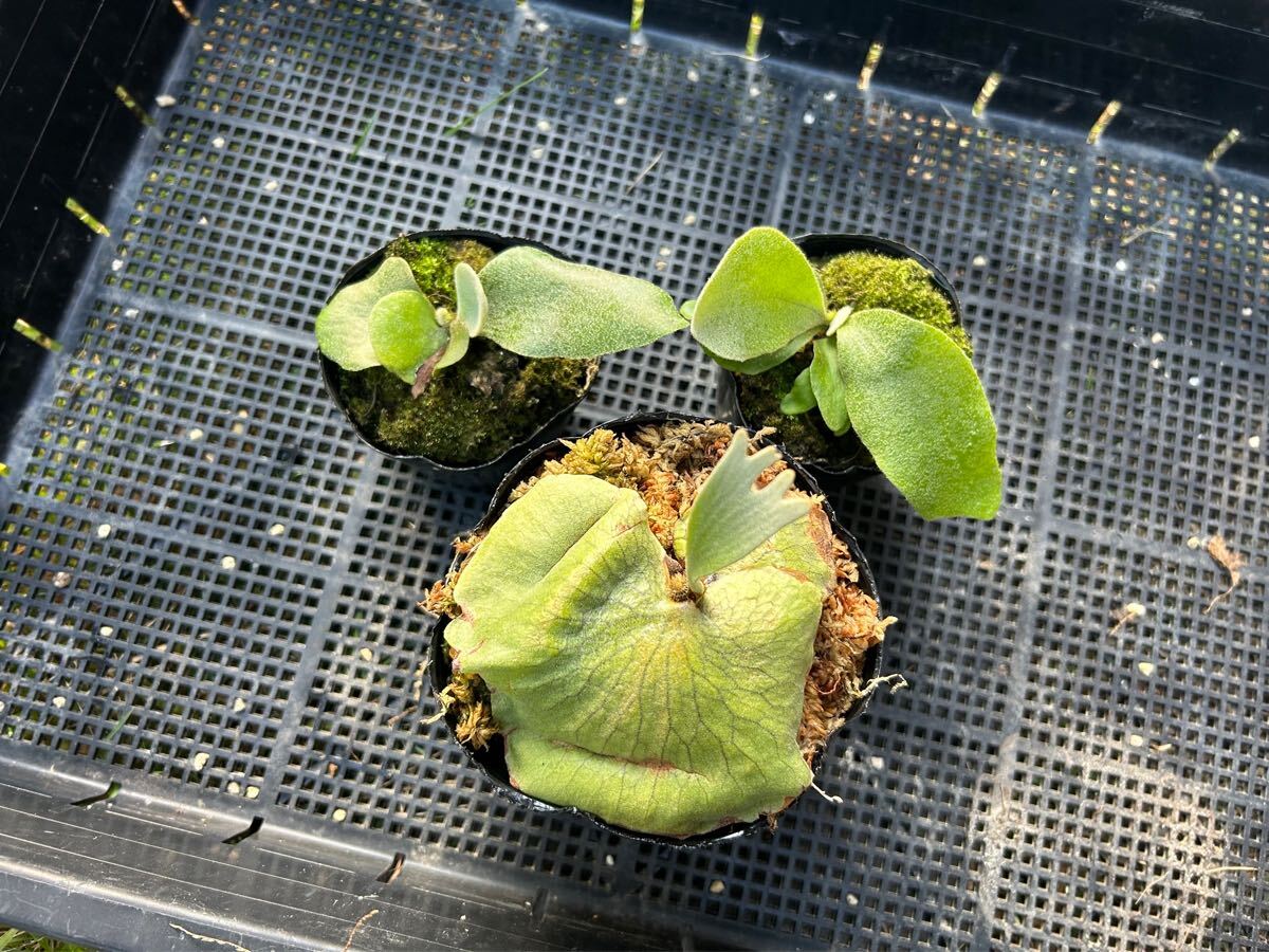 Yahoo!オークション - Platycerium Akki Platycerium ridleyi wild ビ...