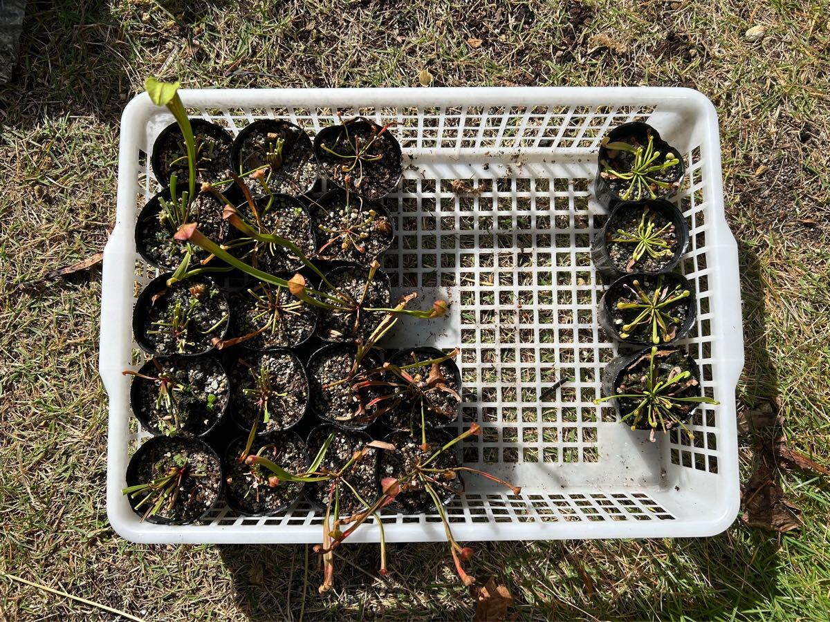 Yahoo!オークション - Sarracenia 21株セット 食虫植物 サラセニア