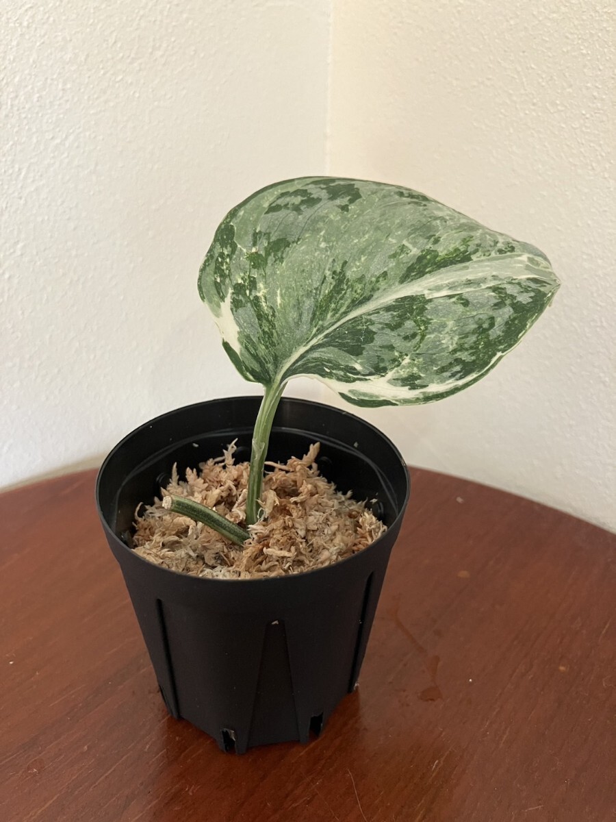 Yahoo!オークション - Scindapsus acintya ③