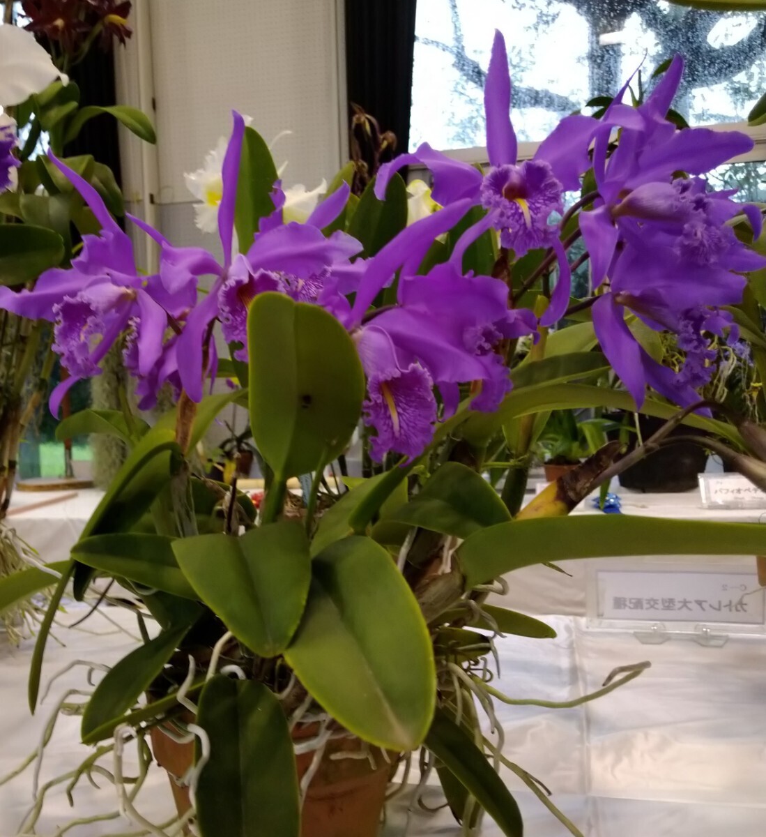 Yahoo!オークション - C. maxima 'Gorgeous'×C. maxima rubra 'Natura...