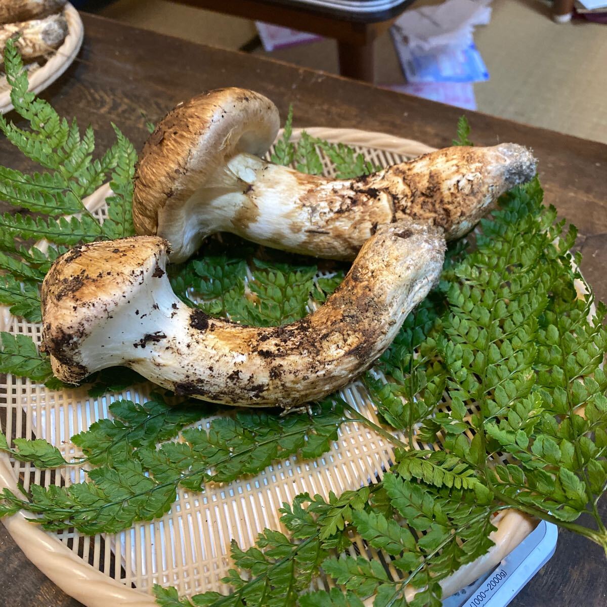 Yahoo!オークション - 岡山県 備中松茸 254gつぼみ極上