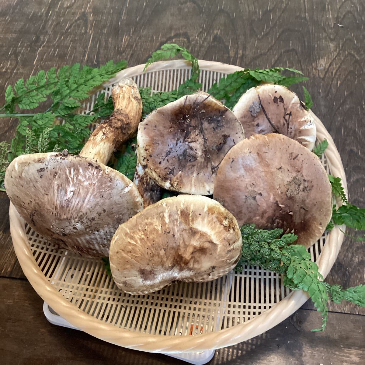 Yahoo!オークション - 岡山県 備中松茸 271g開き