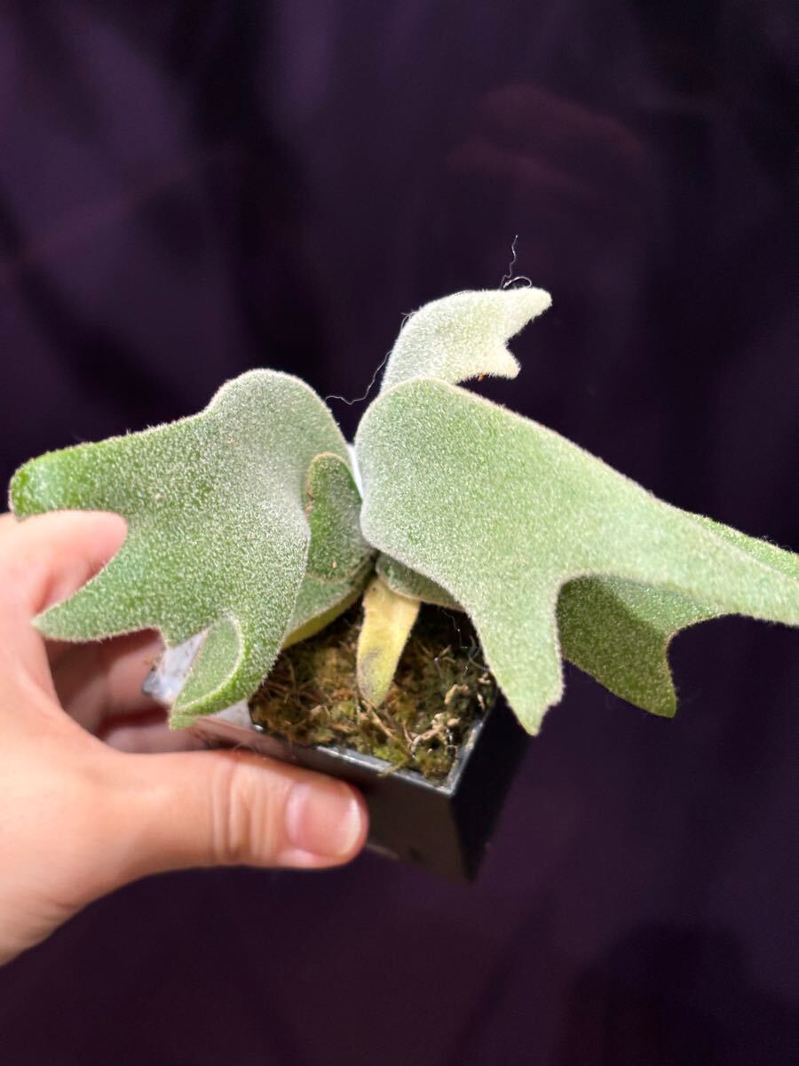 日本代購代標第一品牌【樂淘letao】－P. willinckii cv. TFN #1 OC 株分け ビカクシダ