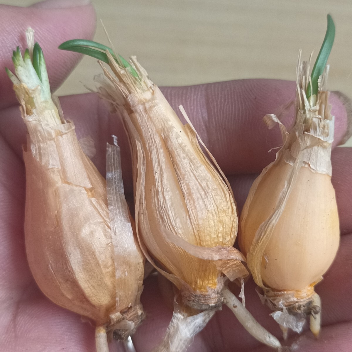 Yahoo!オークション - F604 珍奇植物 ゲチリス ハリーGethyllis Hallii...