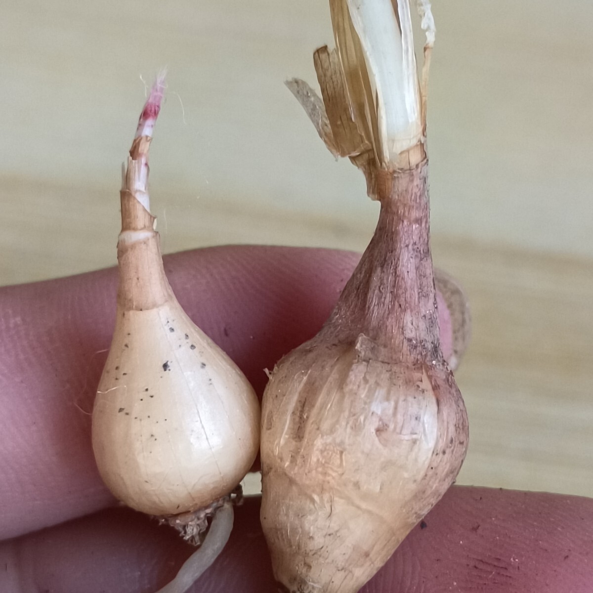 Yahoo!オークション - F677 多肉植物 珍奇植物 Gethyllis verticillata...