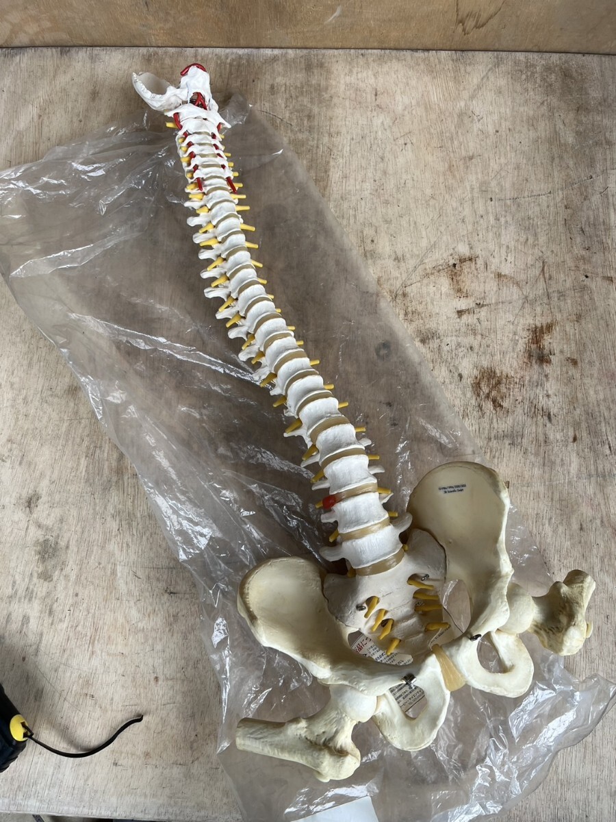 Yahoo!オークション - 脊椎可動型モデル 大腿骨付A58/2 ドイツ製 3B 美...